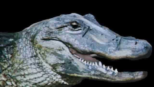 Florida woman survives alligator attack