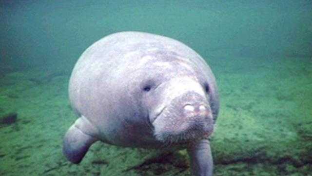 Manatee Appreciation Day is here