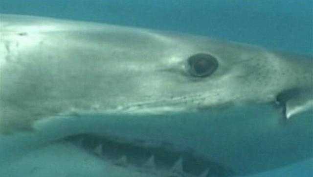 Great white sharks are moving to Florida for the winter