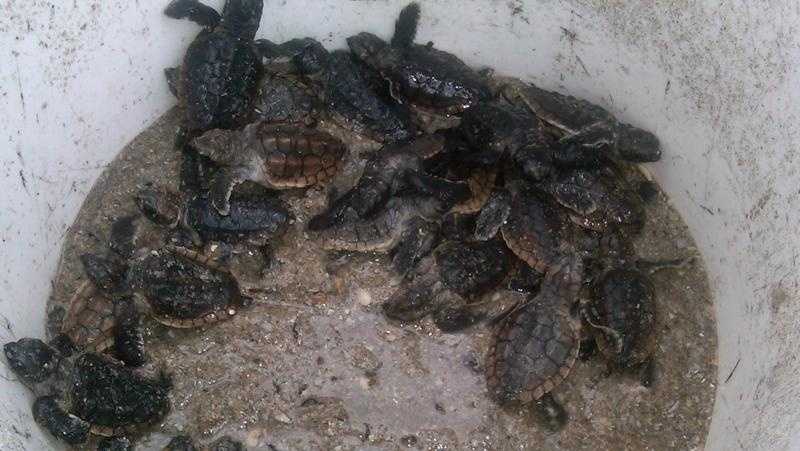 Florida's Loggerhead Marinelife Center closes season with 25K nests
