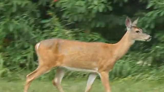 Pre-hunt deer population in Vermont estimated at 145,000