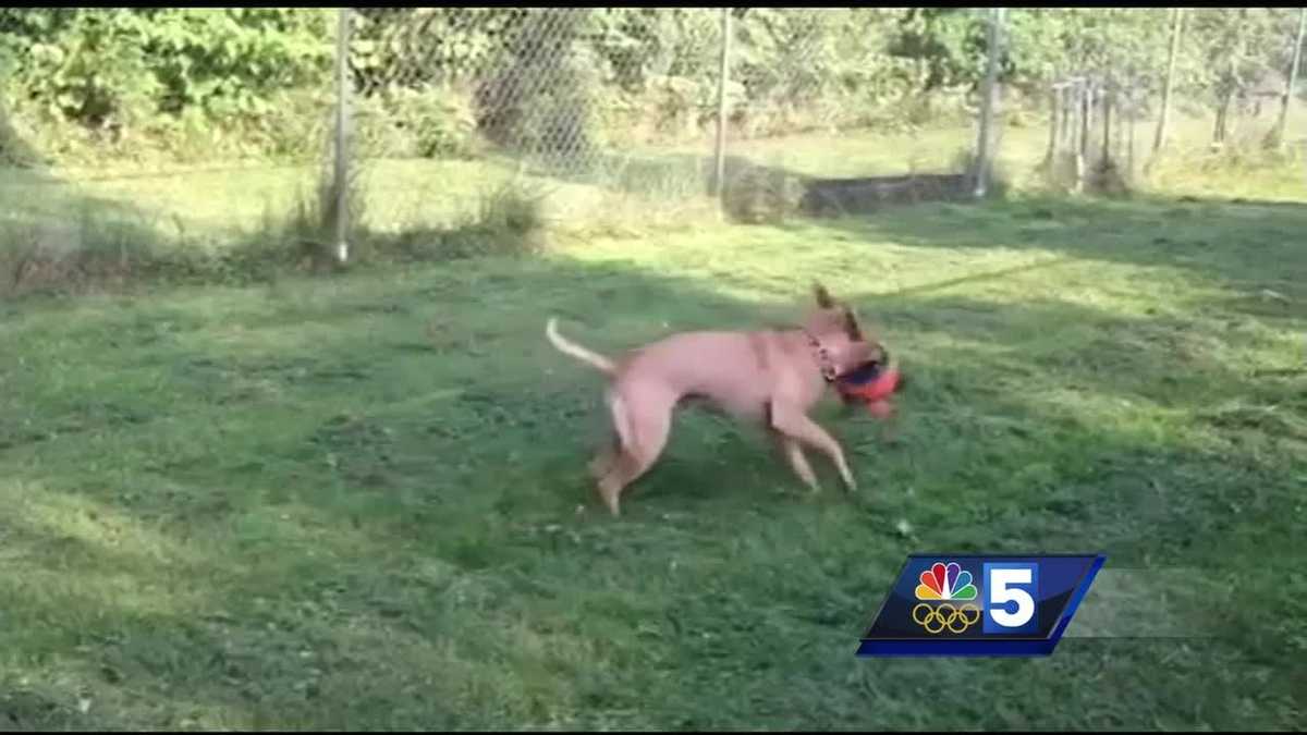 NBC5 Pet Connection