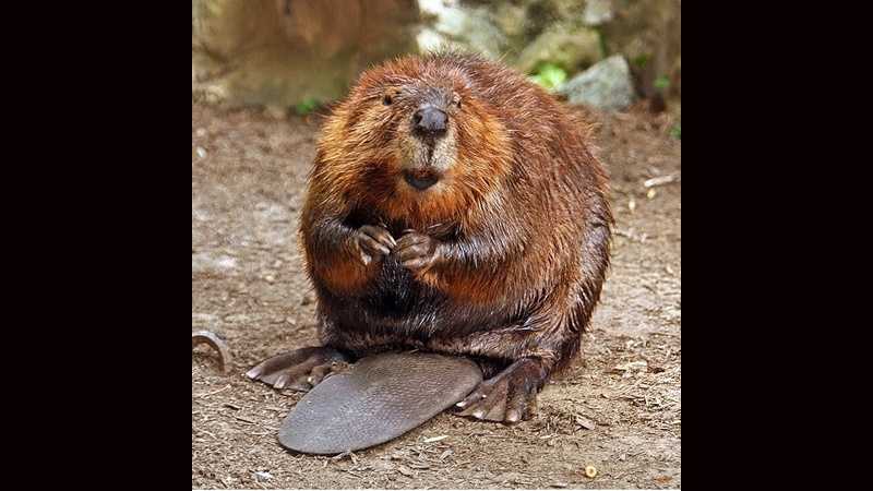 Urban beavers making home in Pittsburgh