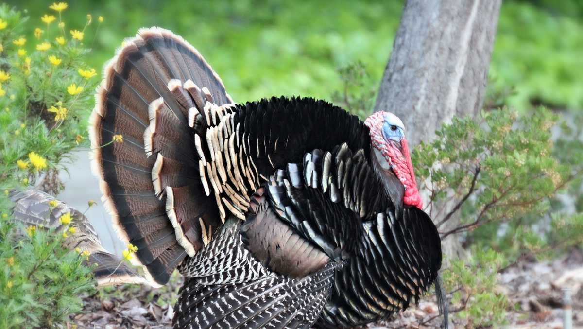 Gov. Kay Ivey posts poll to decide the state turkey pardoning
