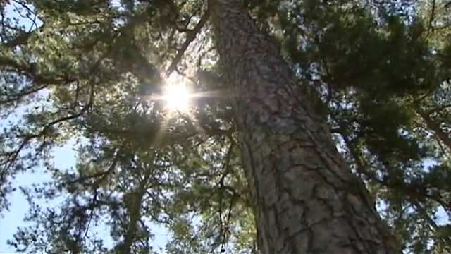 Elon Musk gives $1M to NC YouTuber for tree-planting drive