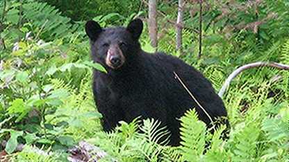 Bear hit, killed by vehicle in Rockingham County
