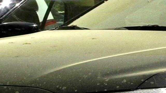 Record-high pollen levels in North Carolina; why allergies have been ...