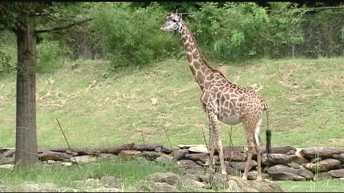 Autumn the giraffe is pregnant again