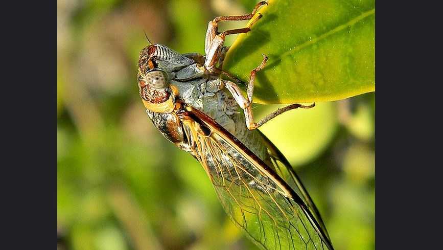 South Carolina: Cicadas invasion 2024