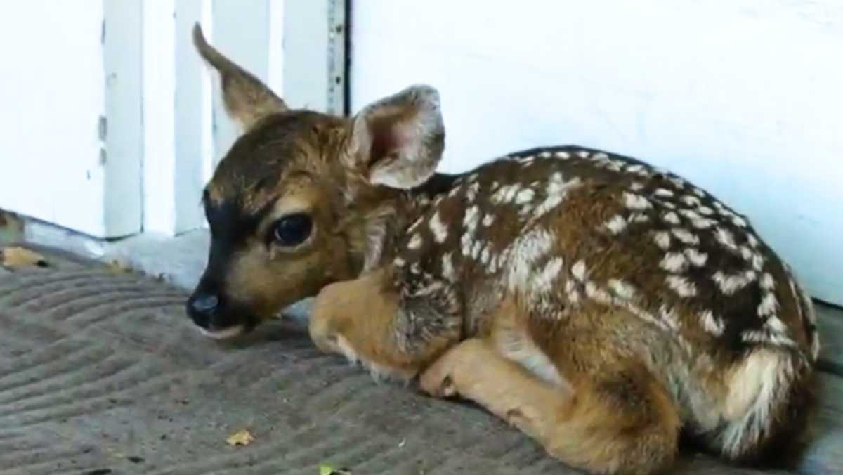 Deer fawning season in Pacific Grove begins