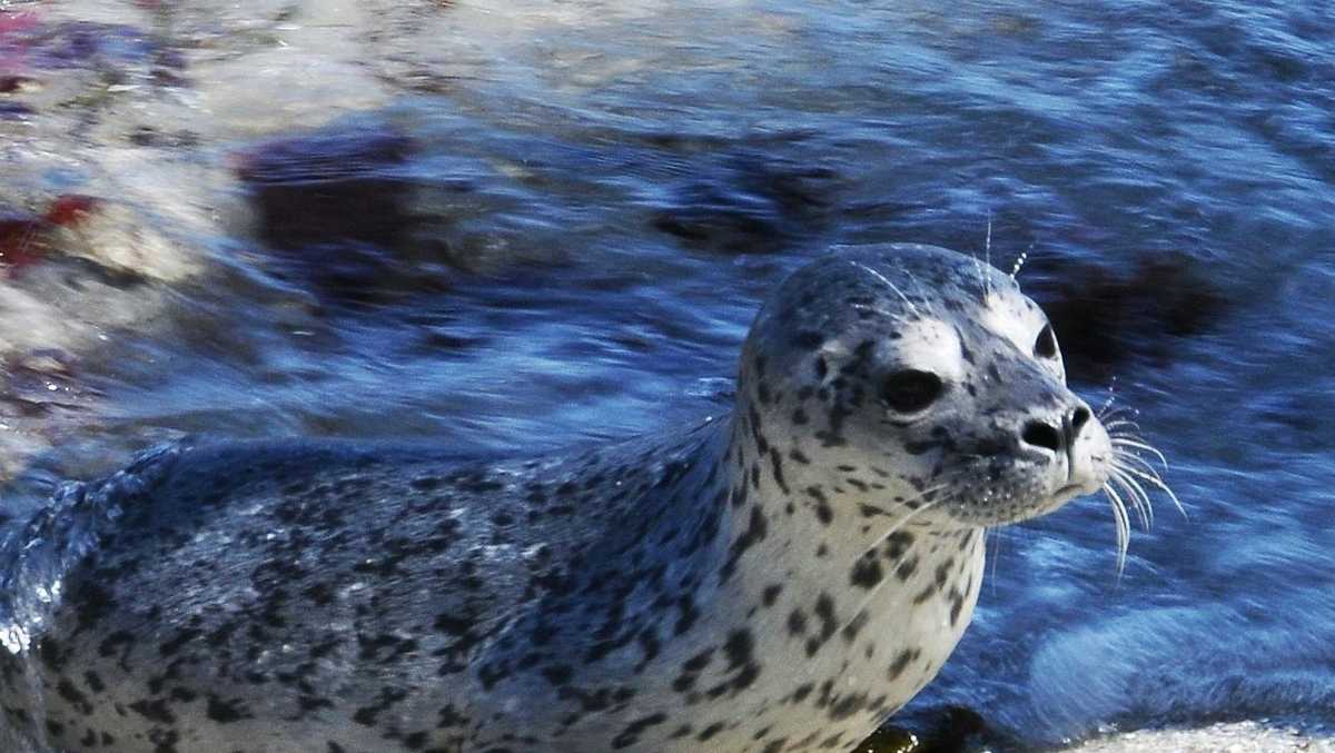 Harbor seal pupping season is underway in the Monterey Bay