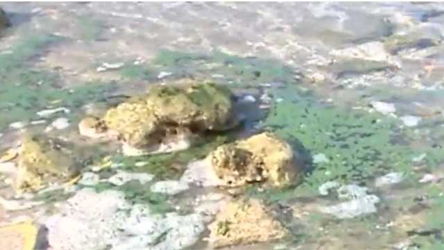 Two additional blue-algae blooms reported in South Florida