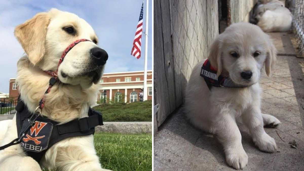 Remembering Rebel: Walpole service dog dies in 'tragic accident' at ...