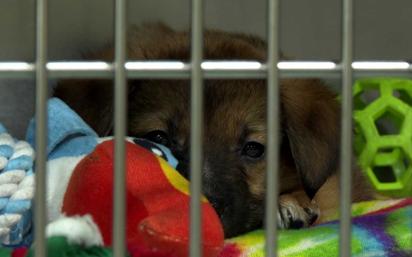 Local animal shelter at critical capacity, taking in 100 rescued pets ...