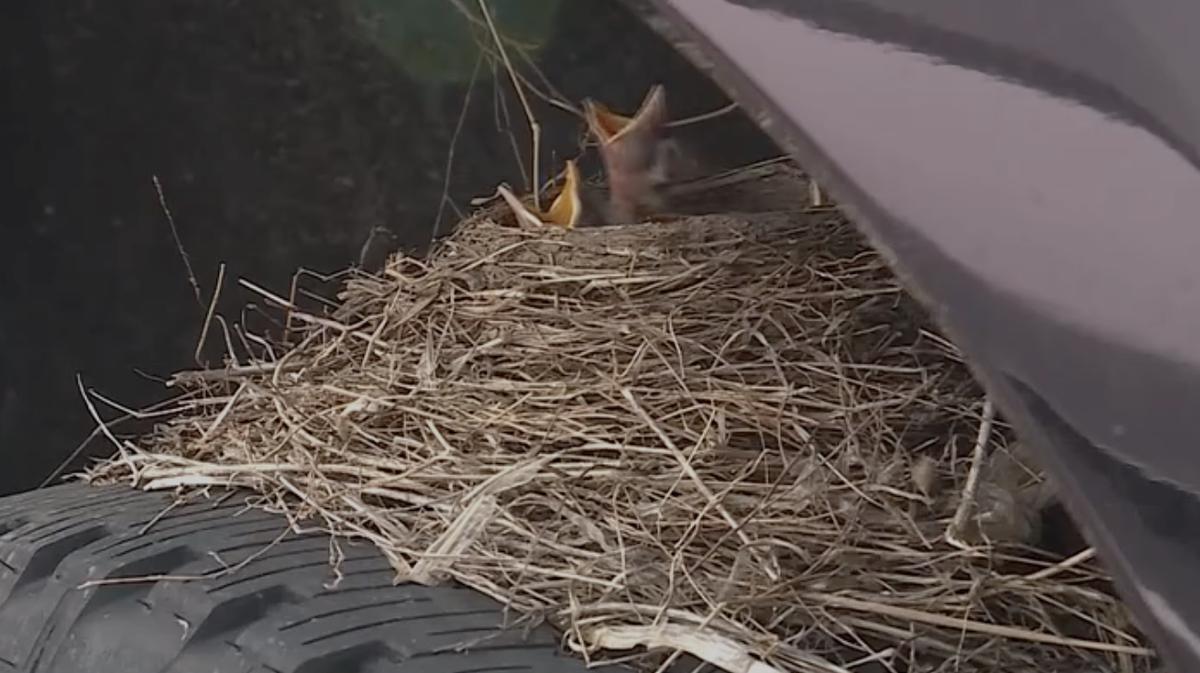 Robin nest delays sold truck pickup at Kansas dealership