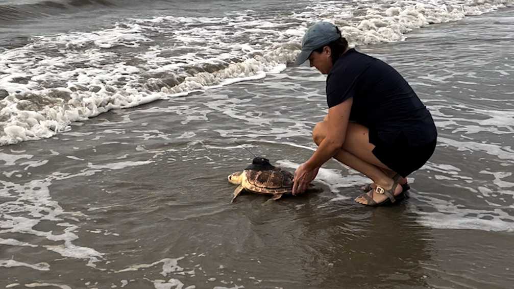 Rare sea turtle returns to ocean after months of rehab in Georgia - WJCL