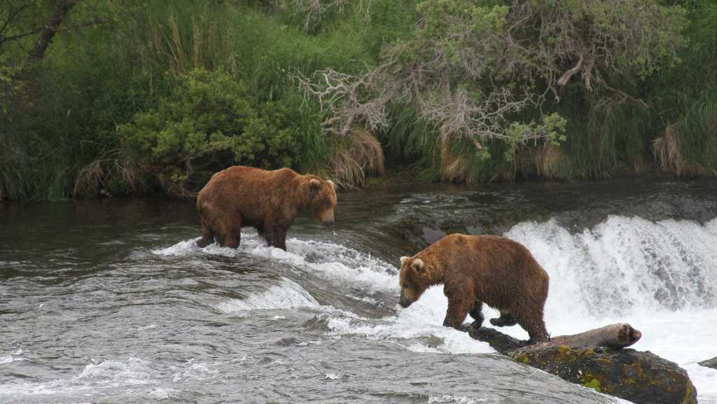 Alaska wildlife agents can kill bears from helicopters in an effort to ...