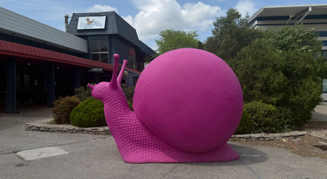 Giant pink snails in Louisville - Where they are now