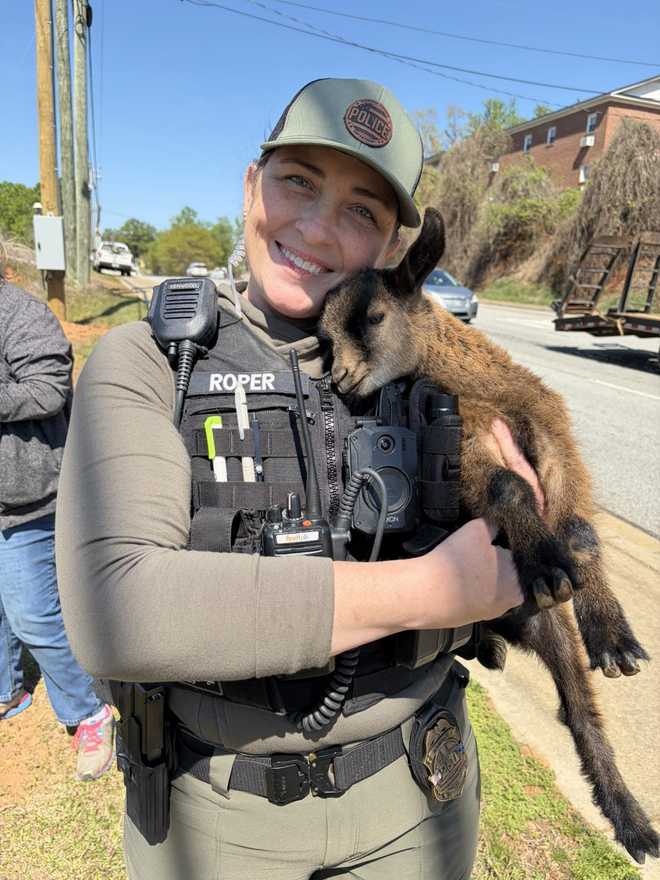 Police help reunite lost goats with owner