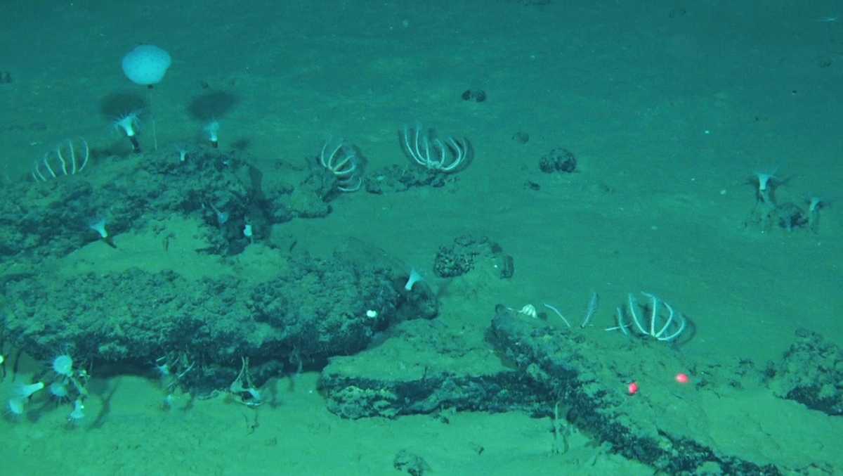 World’s largest whale graveyard discovered dating back 5.3 million years