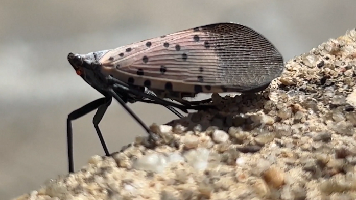 Experts issue warning about spotted lanternfly, bug that could destroy ...