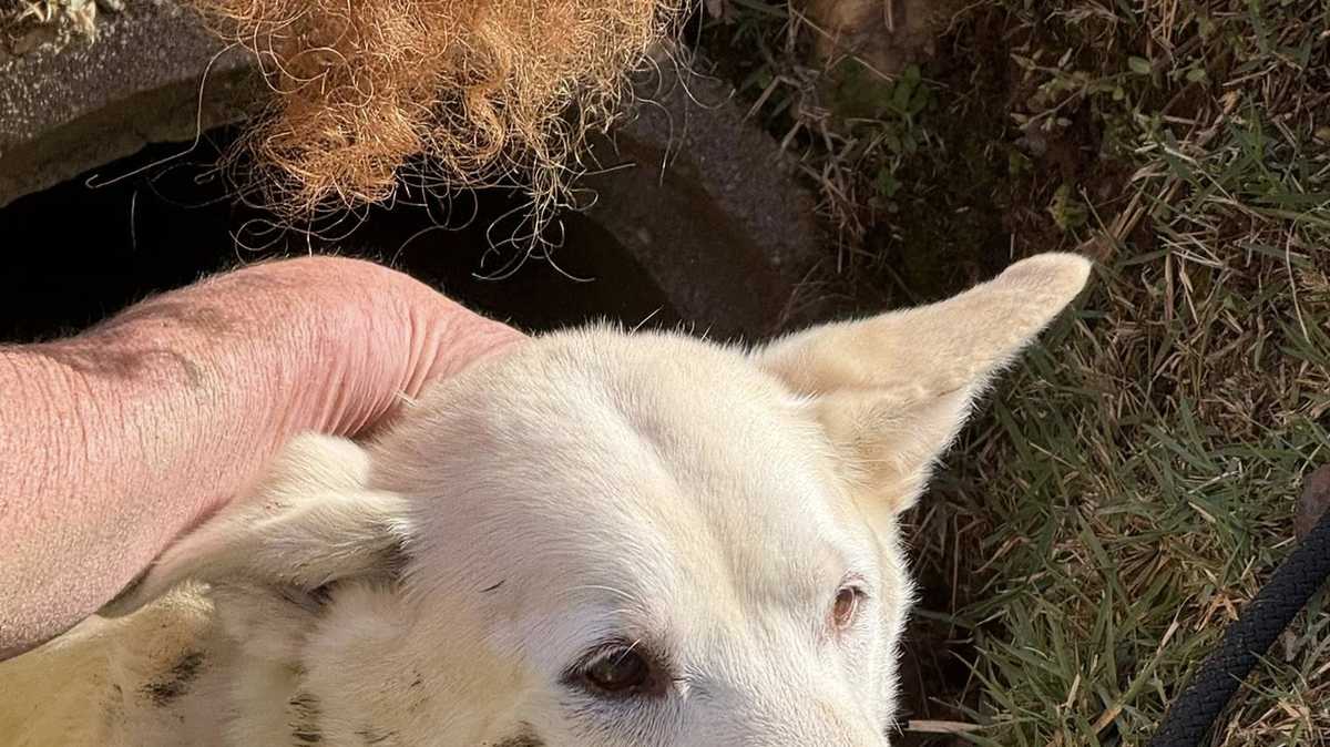 Dog rescued from a drain pipe in Randolph County