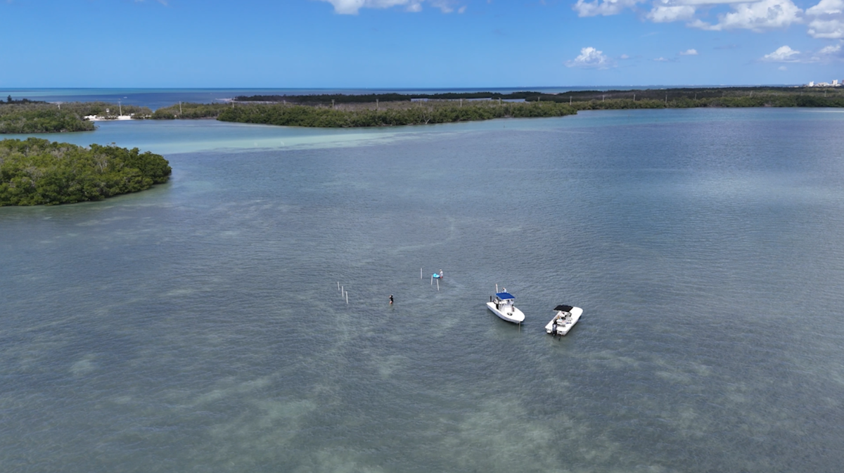 New project in Estero Bay looks to revive struggling seagrass and clam ...