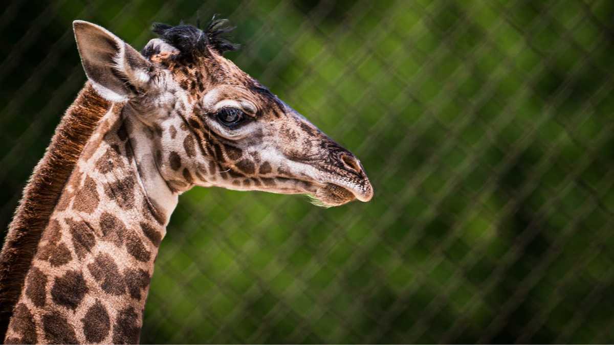 The Louisville Zoo has named its new baby giraffe