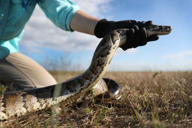 Scientists use tracking devices to locate invasive Burmese pythons in ...
