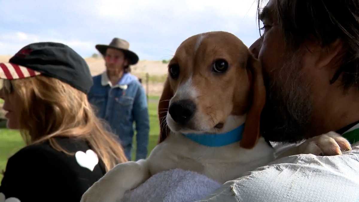 Rescued Ridglan Farms beagles ready for adoption in Waukesha