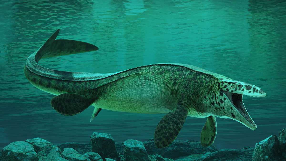 Massive marine predator crowned T. rex of the ocean discovered