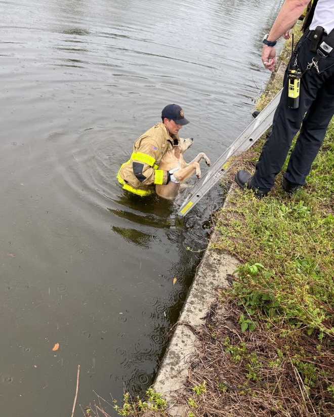 Cape Coral firefighters rescue dog from canal, seek owner