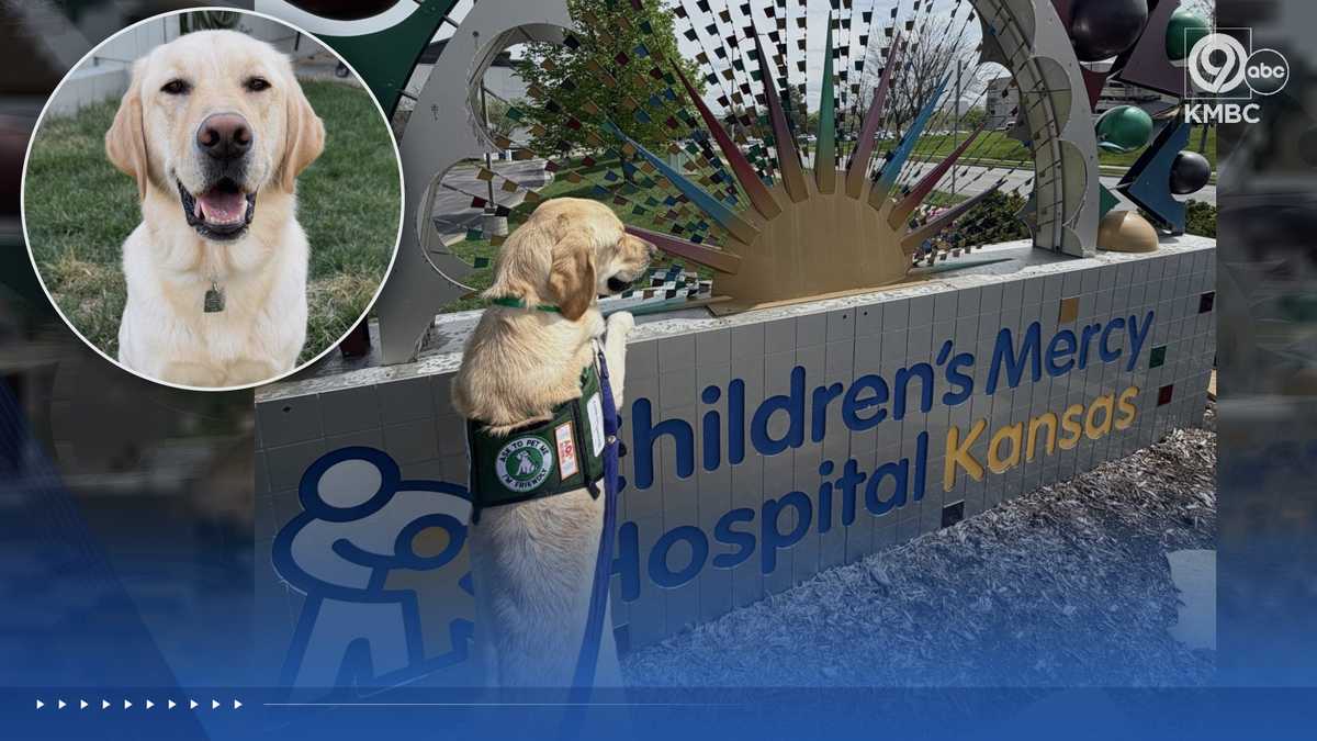 Children's Mercy Kansas introduces new support dog Benny