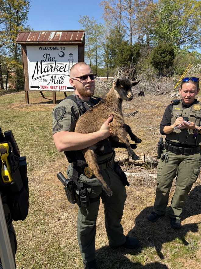 Police help reunite lost goats with owner