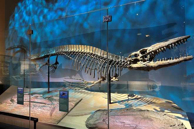 Massive marine predator crowned T. rex of the ocean discovered