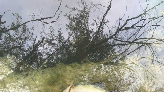 Residents worry about impacts after Fort Smith chemical spill kills ...