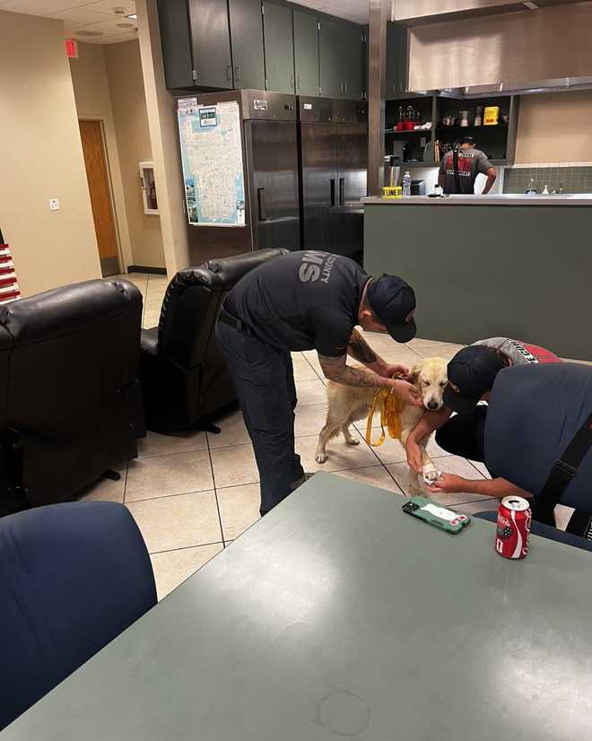 Cape Coral firefighters rescue dog from canal, seek owner