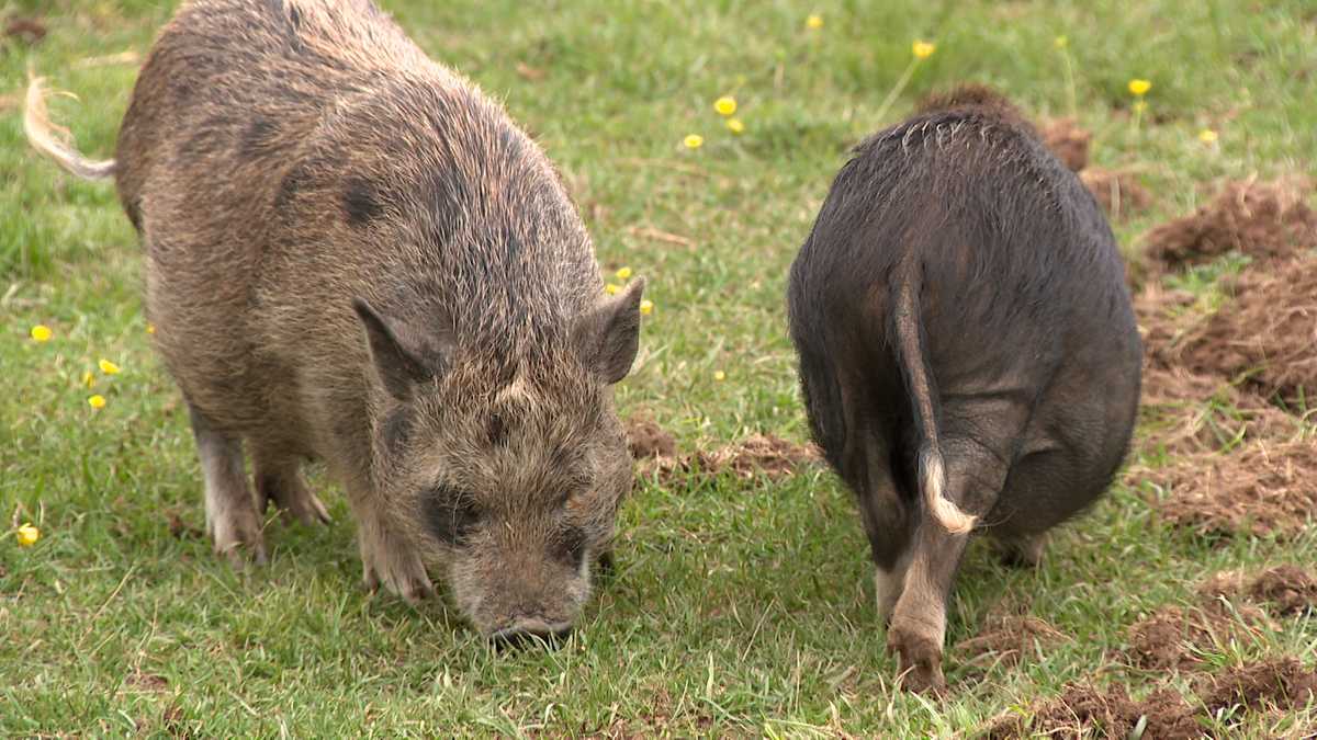 Sanctuary updates progress of 11 pigs rescued from York Co. home