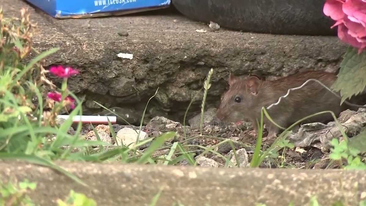 What to know about hantavirus