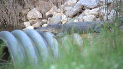 Baby alligator spotted near busy northeast Jackson intersection amid ...