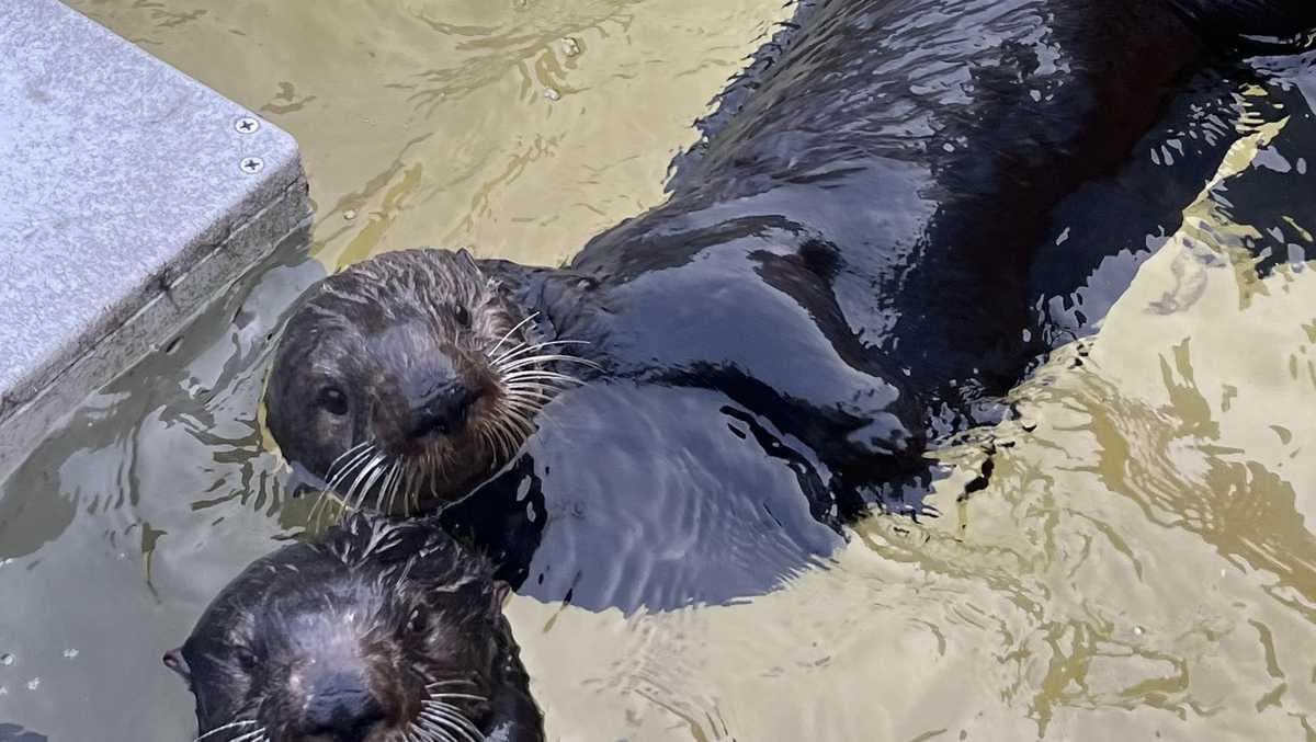 Monterey Bay Aquarium debuts new rescued southern sea otters Suri and ...