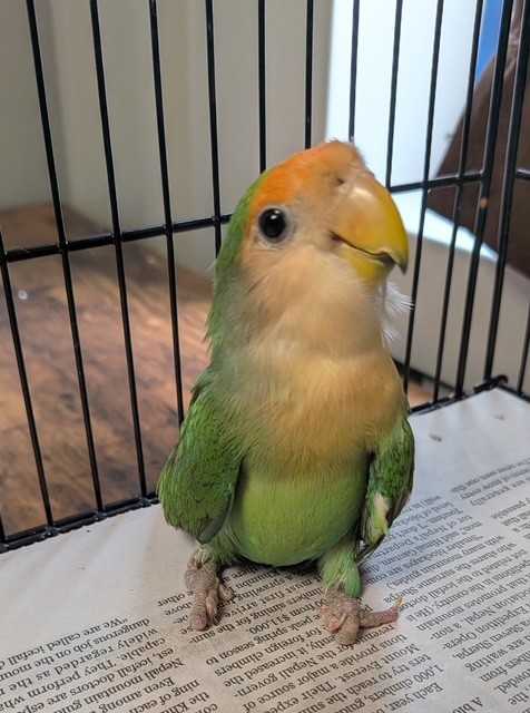 74 parrots rescued from barn in Whitefield
