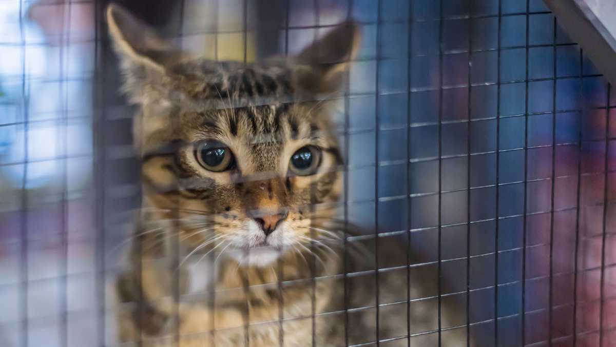 Collier County cat intake suspended as shelter overcrowds - WBBH