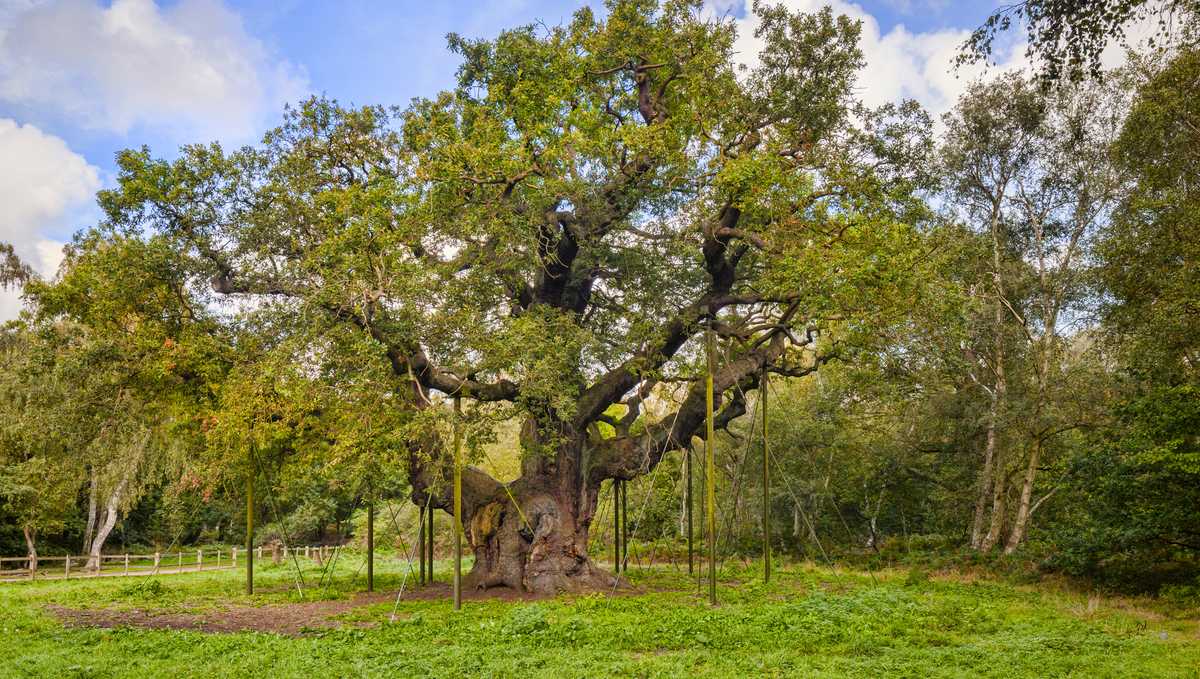 Ancient Sherwood Forest oak tree reputed to have sheltered Robin Hood ...