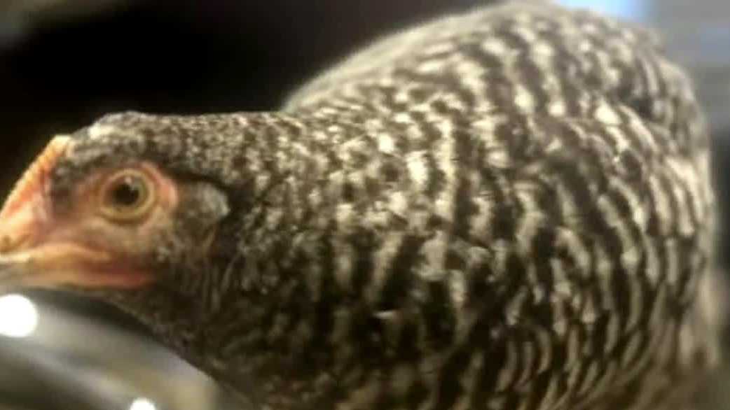 Pennsylvania police department makes lost chicken a deputy dispatcher