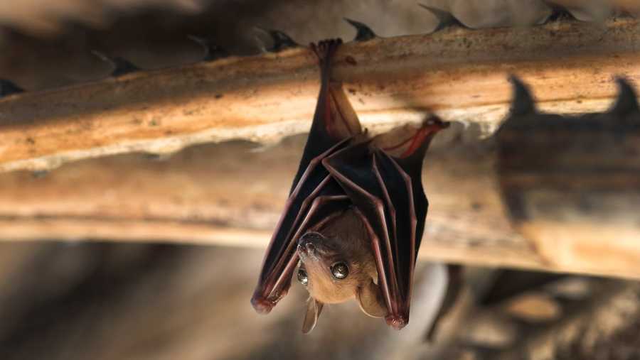 Bat found in Hamilton tests positive for rabies, officials say