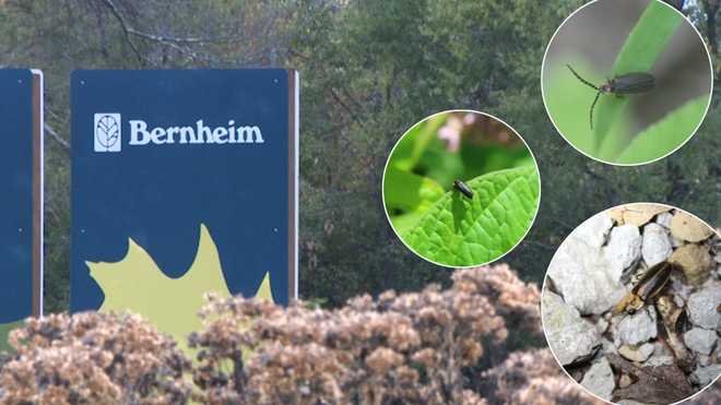 3 new firefly species discovered at Bernheim Forest