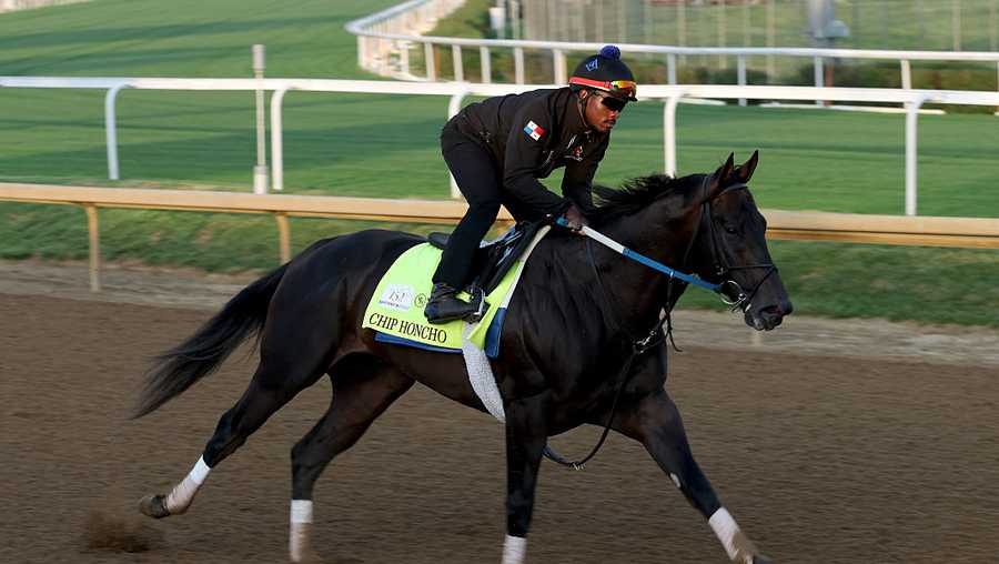 Marylanders chase Preakness glory with undefeated contender