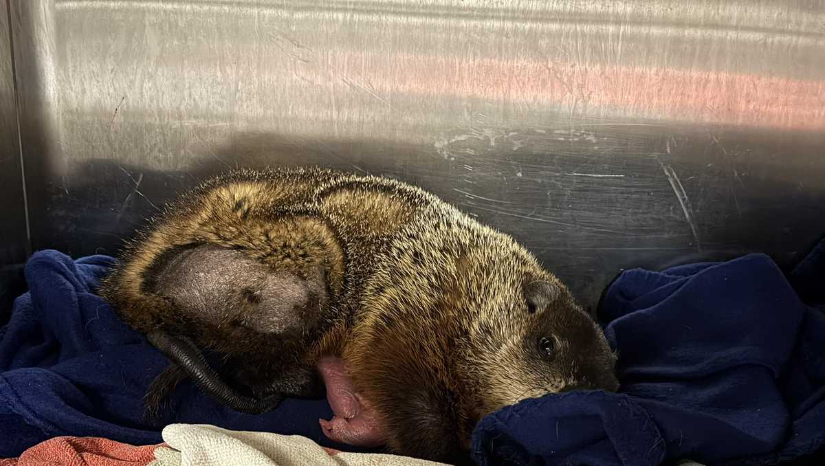 Groundhog hit by car in Augusta welcomes babies