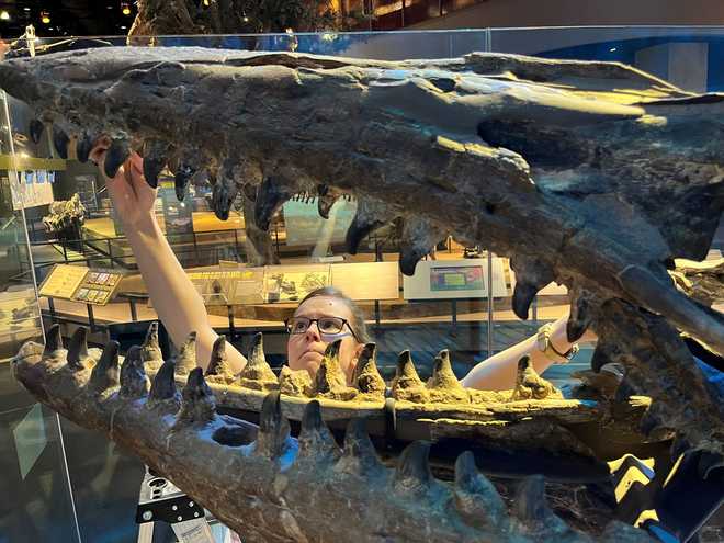 Massive marine predator crowned T. rex of the ocean discovered